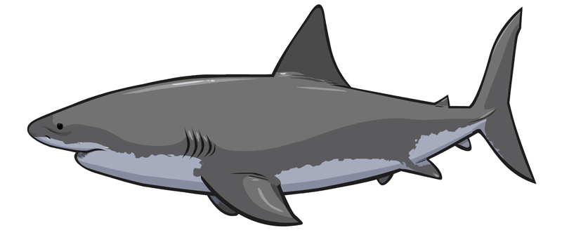 Shark Cute Wiggle Swimming Sticker Animation GIF | GIFDB.com