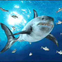 Shark Hungry Chasing Fish Loop GIF | GIFDB.com