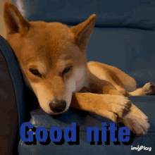 Shiba Inu Hunting Dog Good Night Sleeping GIF | GIFDB.com