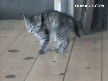 Silly Bouncy Cat GIF | GIFDB.com