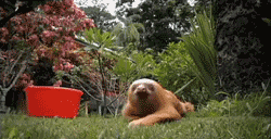 Sloth Slowly Crawling GIF | GIFDB.com