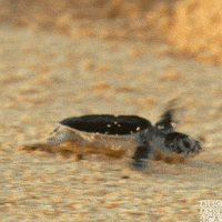 Small Turtle Baby Walking Fast GIF | GIFDB.com