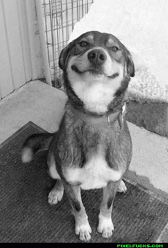 Smiling Dog Greyscale GIF | GIFDB.com