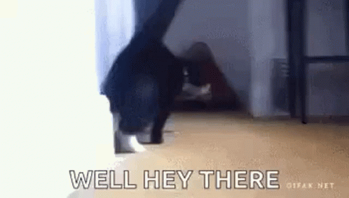 Smooth Cat Well Hello There GIF | GIFDB.com