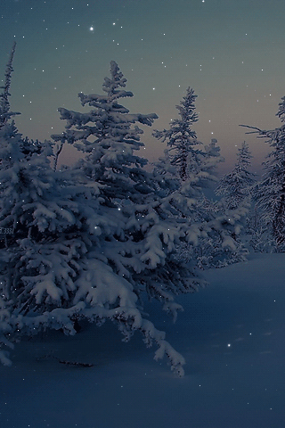 Snowing Over Pine Trees GIF | GIFDB.com