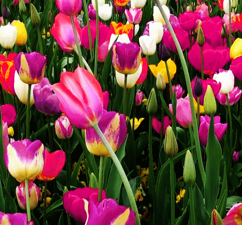 Spring Tulip Flowers GIF | GIFDB.com