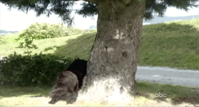 Squirrel And Dog Playing GIF | GIFDB.com