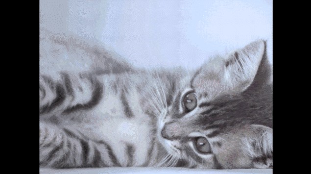 Surprised Cat Say What GIF | GIFDB.com