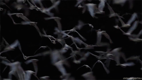 Swarm Of Bats GIF | GIFDB.com