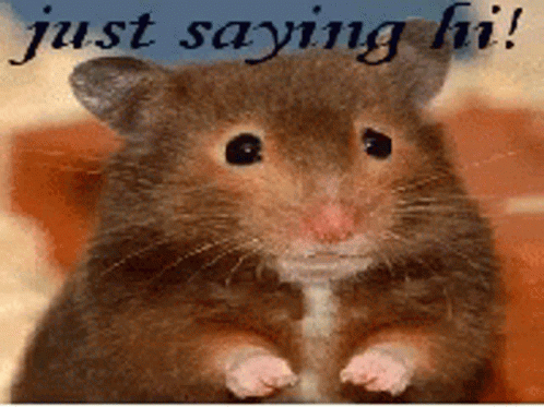 Sweet Rat Just Saying Hi GIF | GIFDB.com