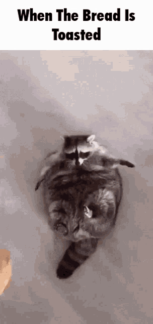 Toasted Bread Reaction GIF | GIFDB.com