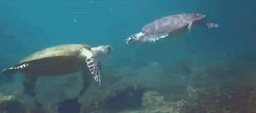 Turtles Handshake GIF | GIFDB.com