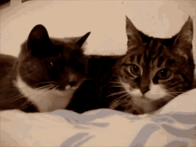 Two Black And White Cats Snuggling GIF | GIFDB.com