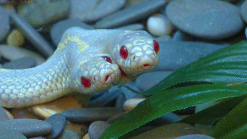 Two Headed Red Eye Albino Snake GIF | GIFDB.com