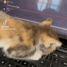 Typing Cat Playing On Laptop GIF | GIFDB.com