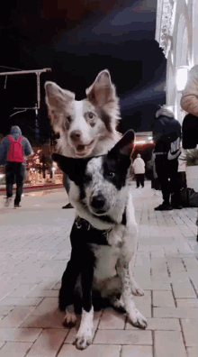 Very Cute And Warm Dog Hug GIF | GIFDB.com