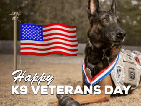Veterans Day K9 Dog American Flag GIF | GIFDB.com