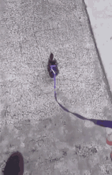 Walking Duck Fast Road Leash GIF | GIFDB.com