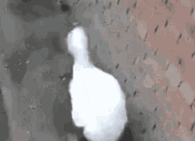 Walking Duck Funny Waddle Dance Shake GIF | GIFDB.com