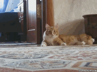 Walking Shock Cat GIF | GIFDB.com