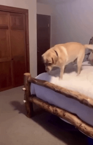 Weeee Dog Jump GIF | GIFDB.com