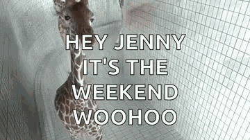 Weekend Woohoo Giraffe GIF | GIFDB.com