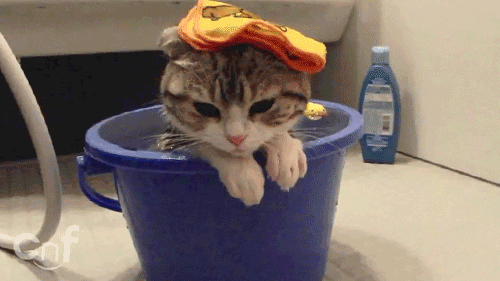 Wet Cat Staring GIF | GIFDB.com