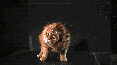 Wet Shaking Siberian Cat GIF | GIFDB.com
