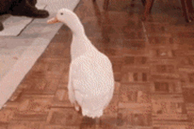White Duck Wagging Tail