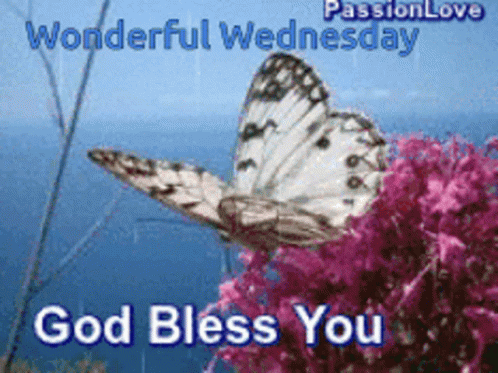 Wonderful Wednesday God Bless You Butterfly GIF | GIFDB.com