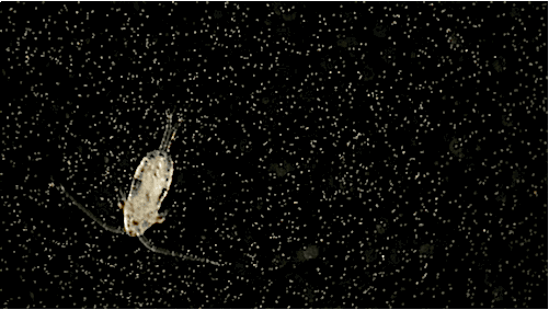 Actual Plankton In The Sea