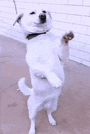 Meme Dog Smile Dog Meme GIF | GIFDB.com