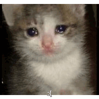 Pepe Betterttv Sticker GIF | GIFDB.com