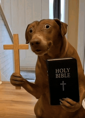 Dog Dog Meme Meme GIF | GIFDB.com