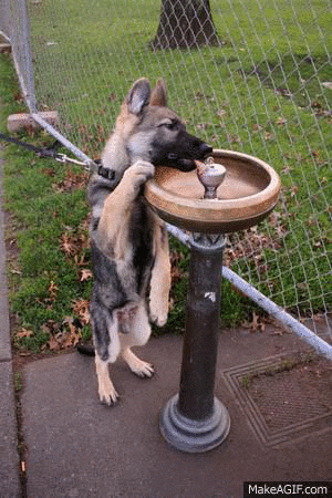 German Shepherd S