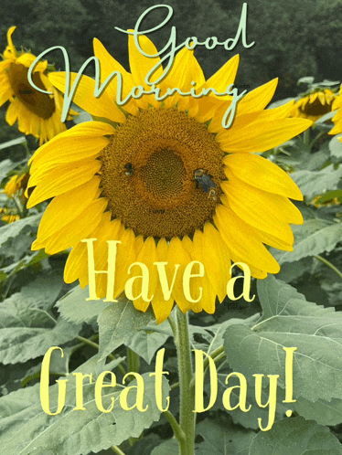 Good Morning Good Morning Beautiful Meme GIF | GIFDB.com