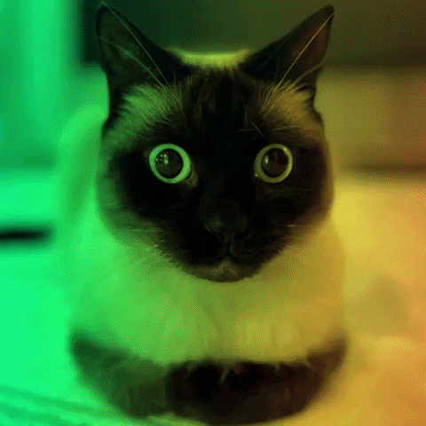 Rainbow Cat S