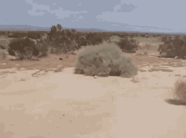 Tumbleweed Silence Gif GIF | GIFDB.com