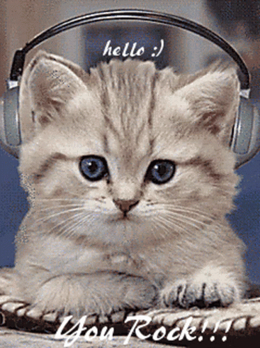 You Rock Meme Cute Cat
