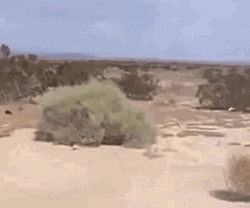 A Quiet Desert GIF | GIFDB.com