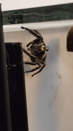 A Scary Spider Doing It's Own Thing GIF | GIFDB.com
