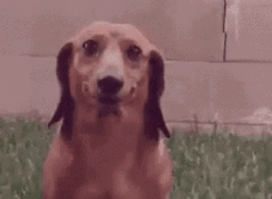 Adorable Awkward Smile Dog Reaction GIF | GIFDB.com