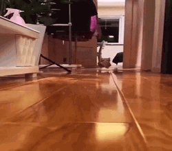Adorable Cat Running GIF | GIFDB.com