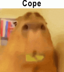 Aggressive Eating Capybara Meme GIF | GIFDB.com