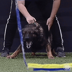 Aggressive German Shepherd GIF | GIFDB.com