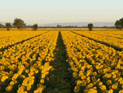 Agriculture California Sunflower Farm GIF | GIFDB.com