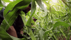 Agriculture Corn Seed Field GIF | GIFDB.com