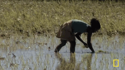 Agriculture Farming National Geographic GIF | GIFDB.com