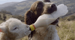 Agriculture Feeding Animals GIF | GIFDB.com