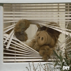 Alf Spy Through Windows GIF | GIFDB.com